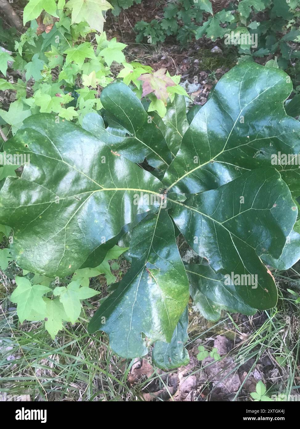 blackjack oak (Quercus marilandica) Plantae Stock Photo - Alamy