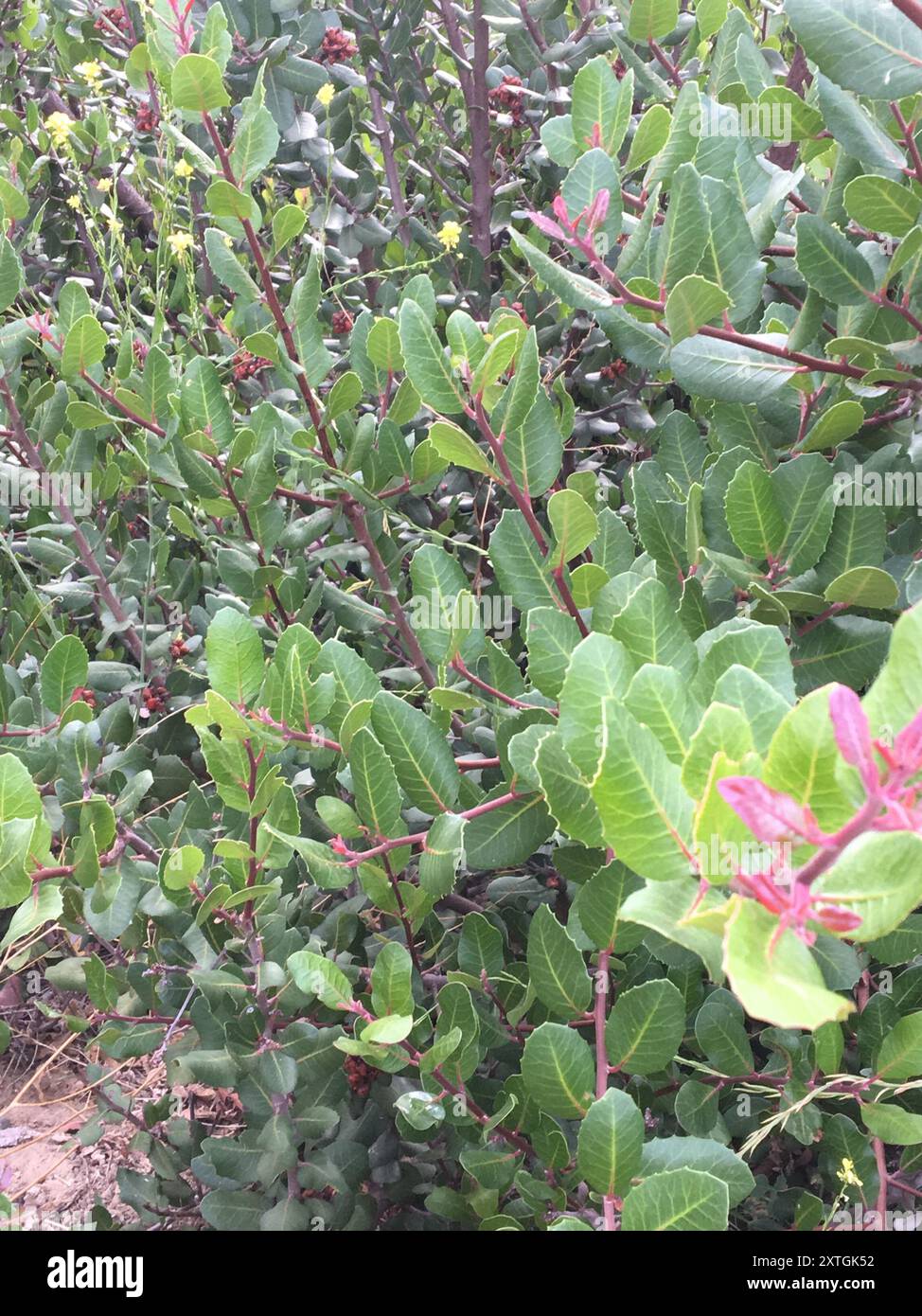 lemonade berry (Rhus integrifolia) Plantae Stock Photo - Alamy