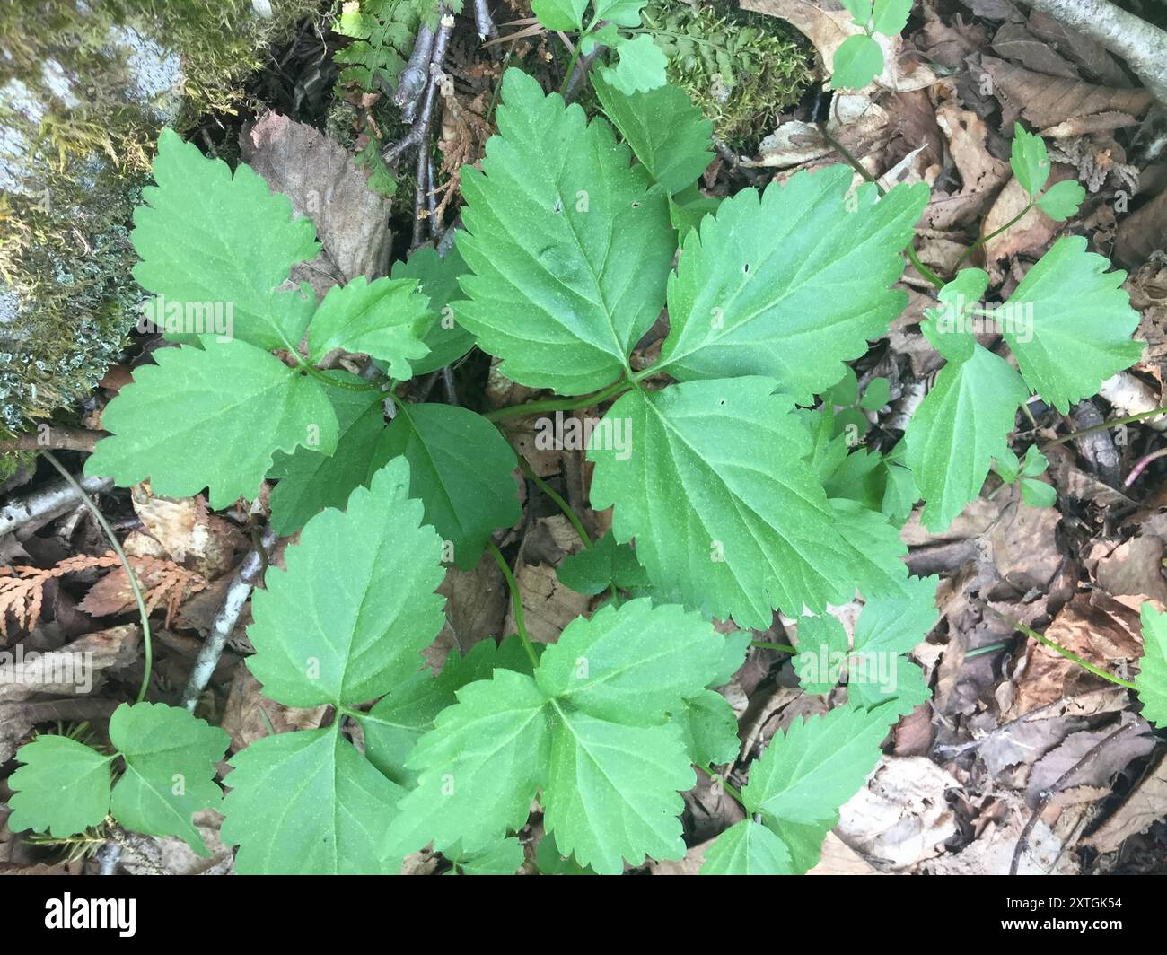 Two-leaved Toothwort (Cardamine diphylla) Plantae Stock Photo - Alamy