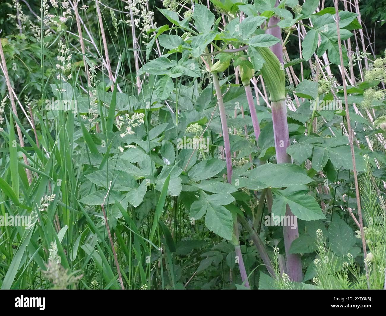 purple-stemmed angelica (Angelica atropurpurea) Plantae Stock Photo - Alamy