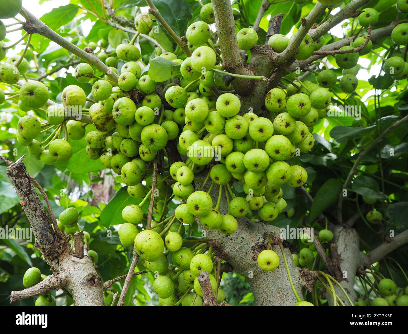 (Ficus variegata garciae) Plantae Stock Photo - Alamy