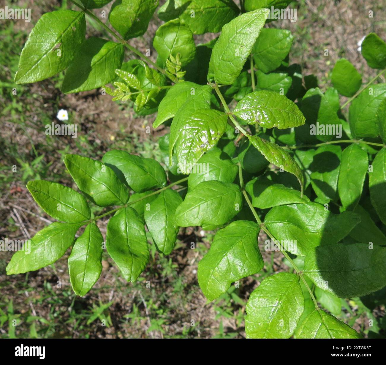 common prickly ash (Zanthoxylum americanum) Plantae Stock Photo - Alamy