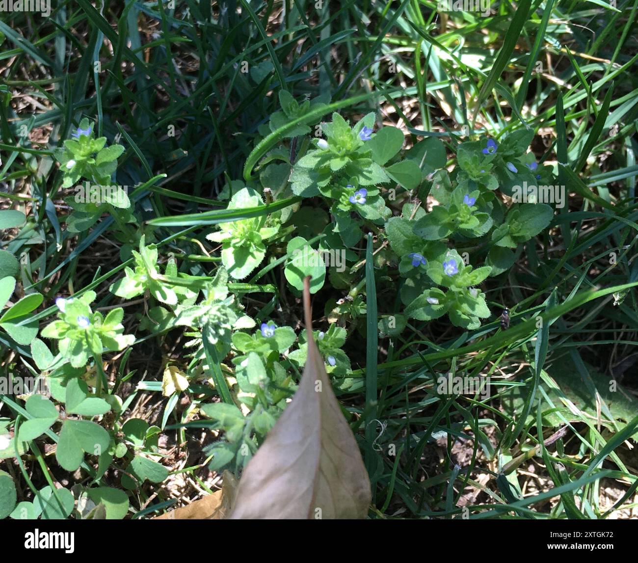 corn speedwell (Veronica arvensis) Plantae Stock Photo - Alamy