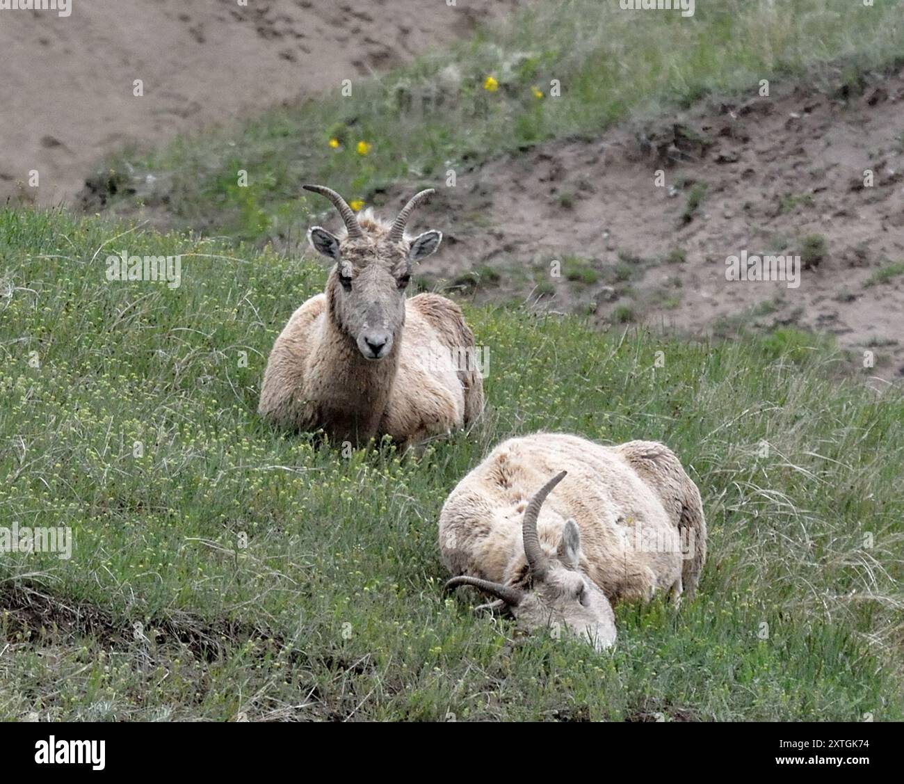 Bighorn Sheep (Ovis canadensis) Mammalia Stock Photo - Alamy