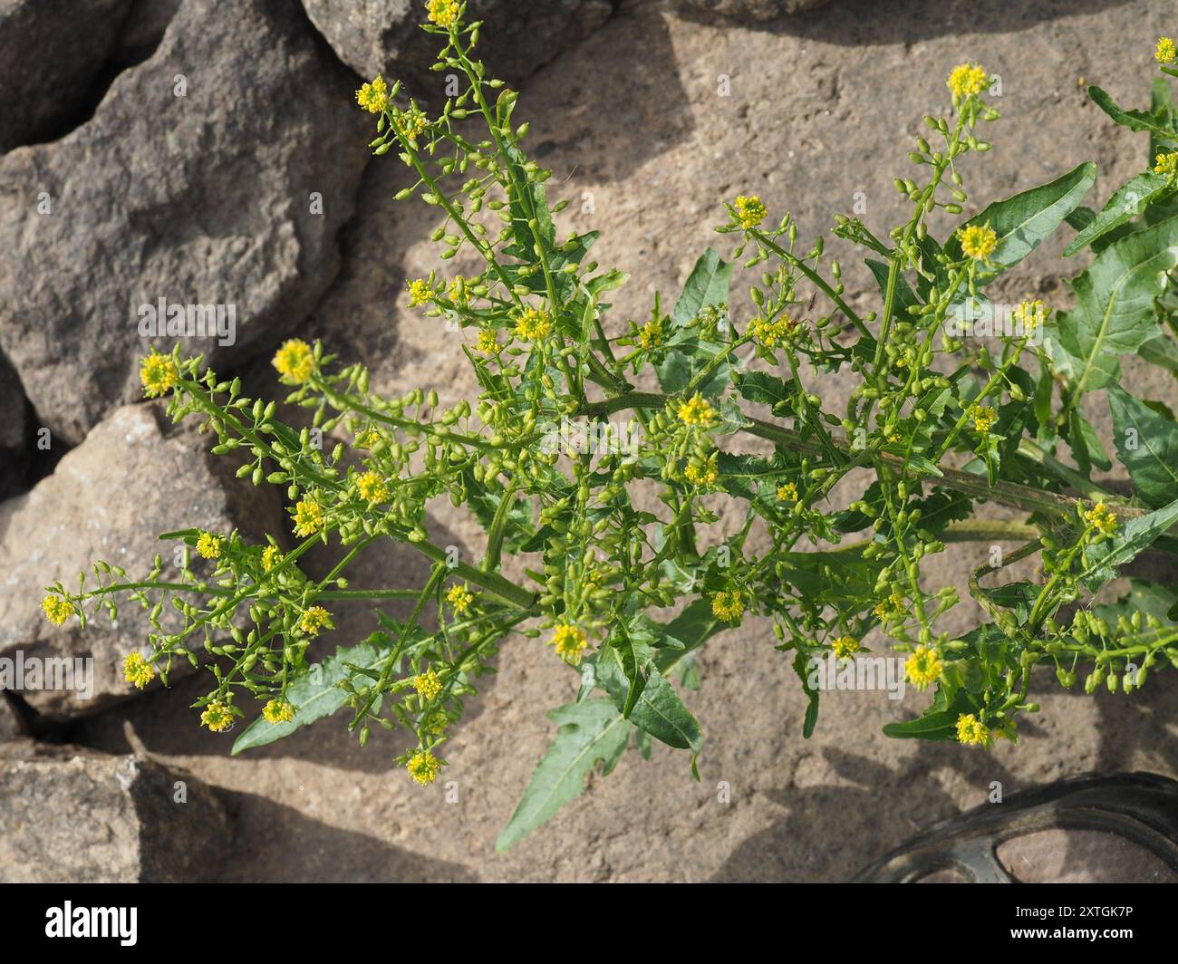 Bog Yellowcress (Rorippa palustris) Plantae Stock Photo - Alamy