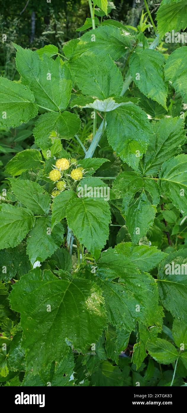 black raspberry (Rubus occidentalis) Plantae Stock Photo - Alamy