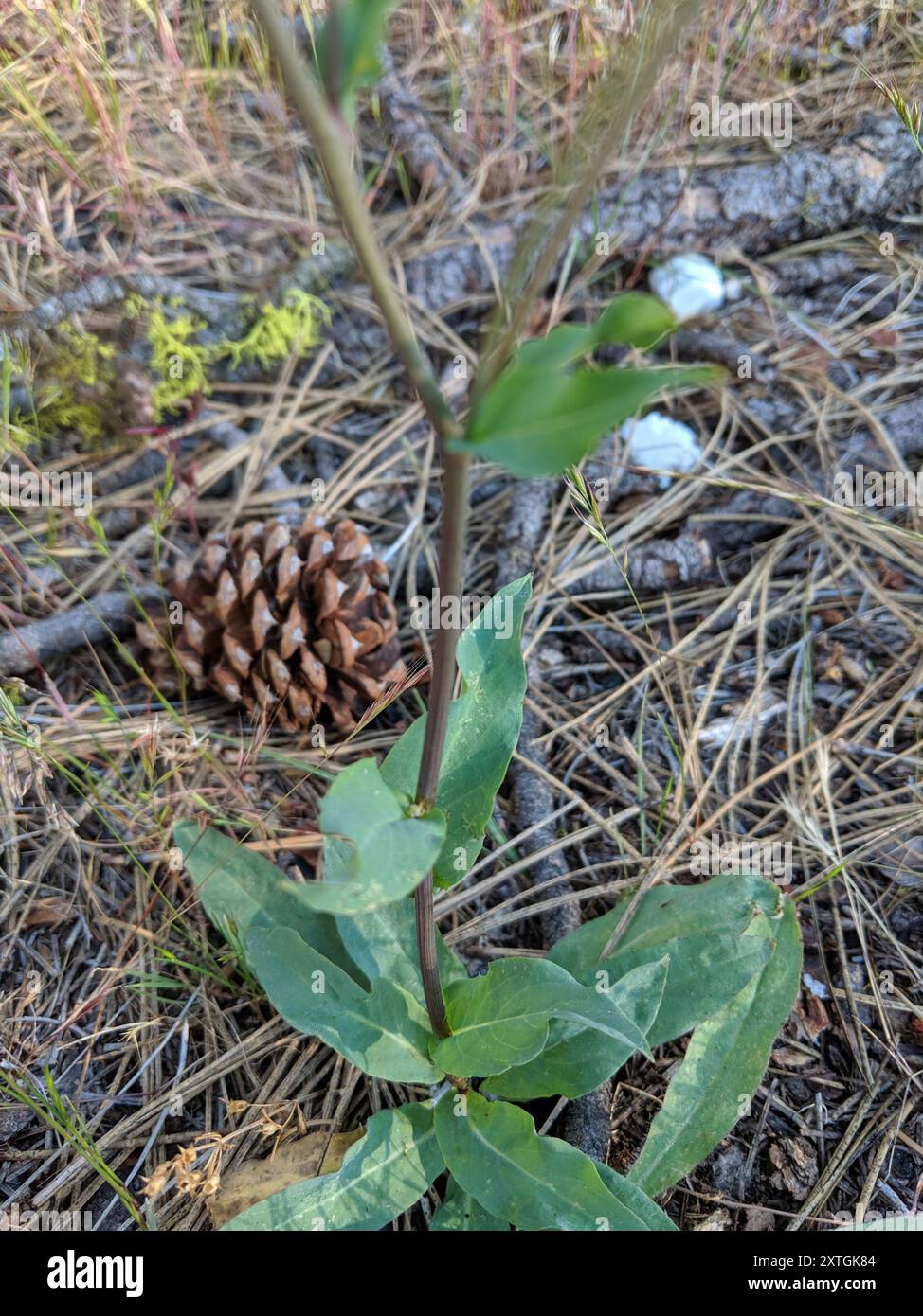 western hawkweed (Hieracium scouleri) Plantae Stock Photo - Alamy