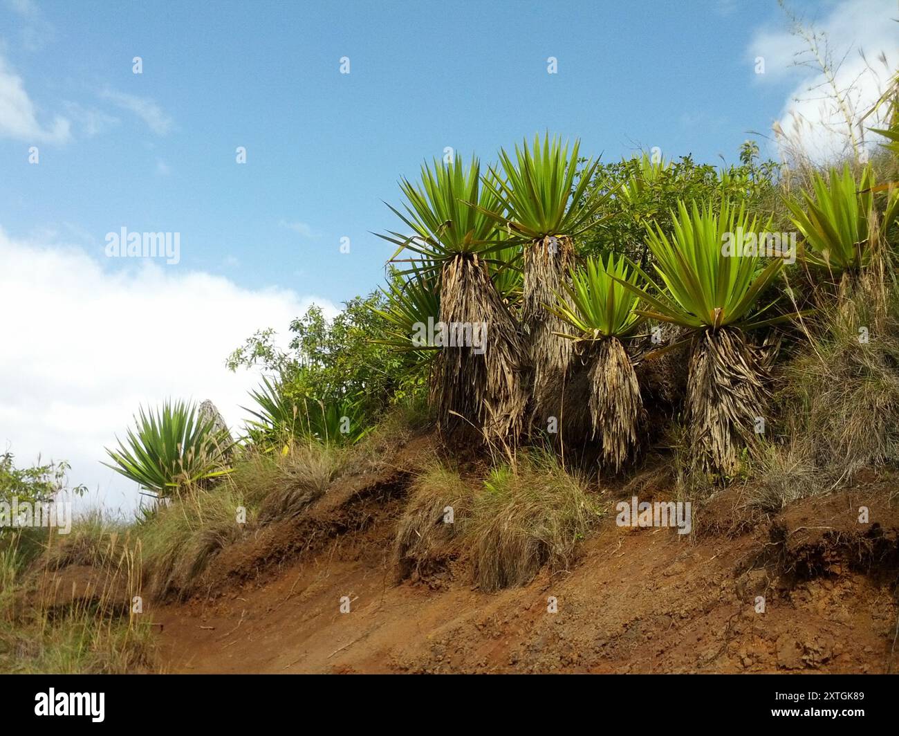 Mauritius hemp (Furcraea foetida) Plantae Stock Photo - Alamy