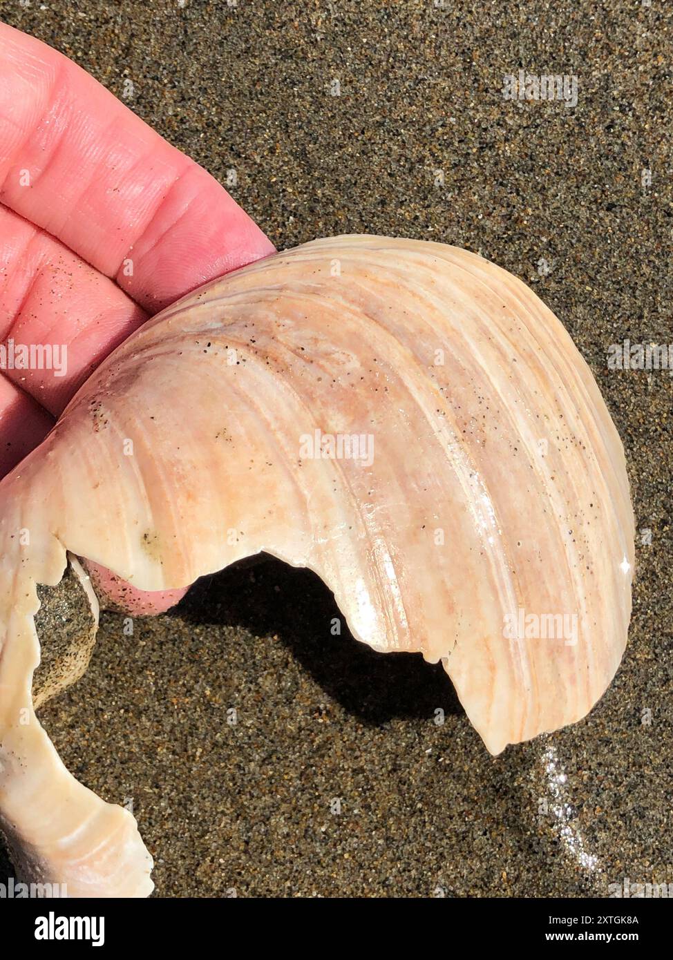 Trough Shells (Mactridae) Mollusca Stock Photo - Alamy