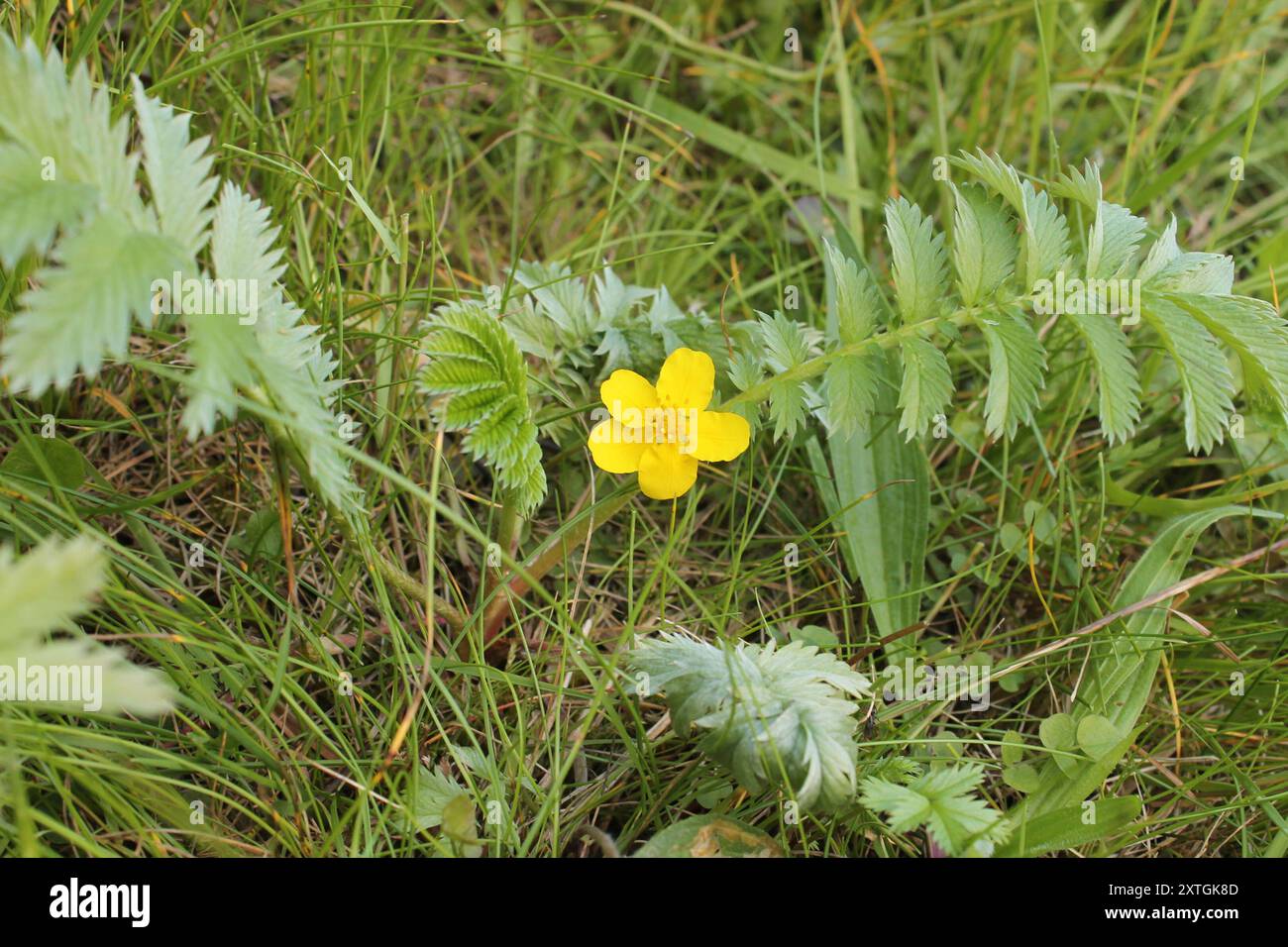 common silverweed (Argentina anserina) Plantae Stock Photo - Alamy