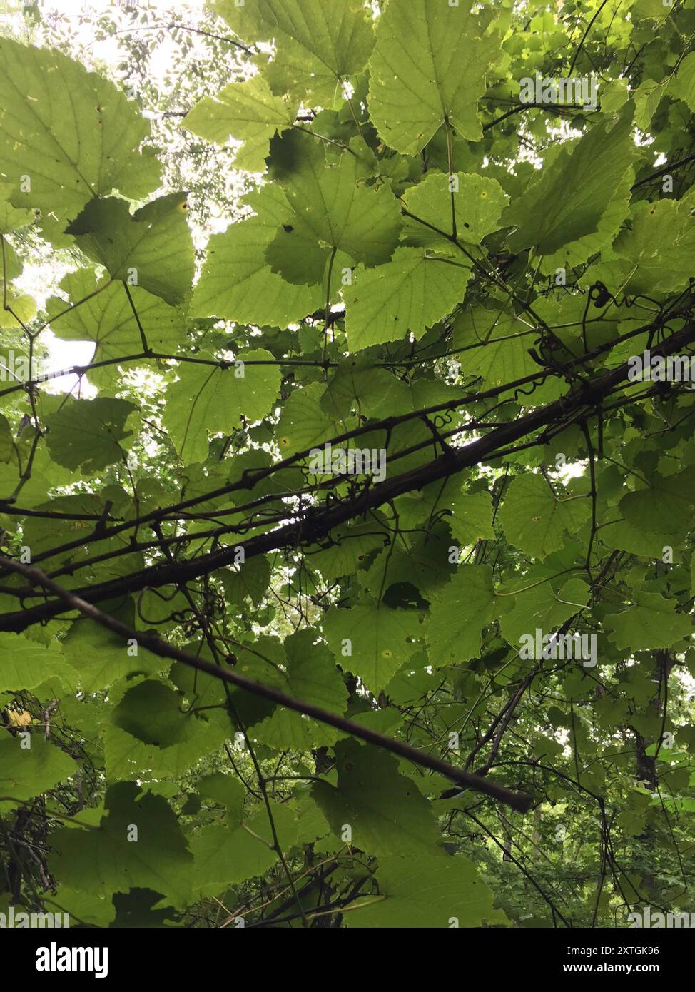 frost grape (Vitis vulpina) Plantae Stock Photo - Alamy