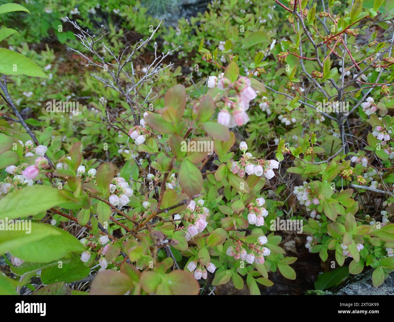lowbush blueberry (Vaccinium angustifolium) Plantae Stock Photo - Alamy