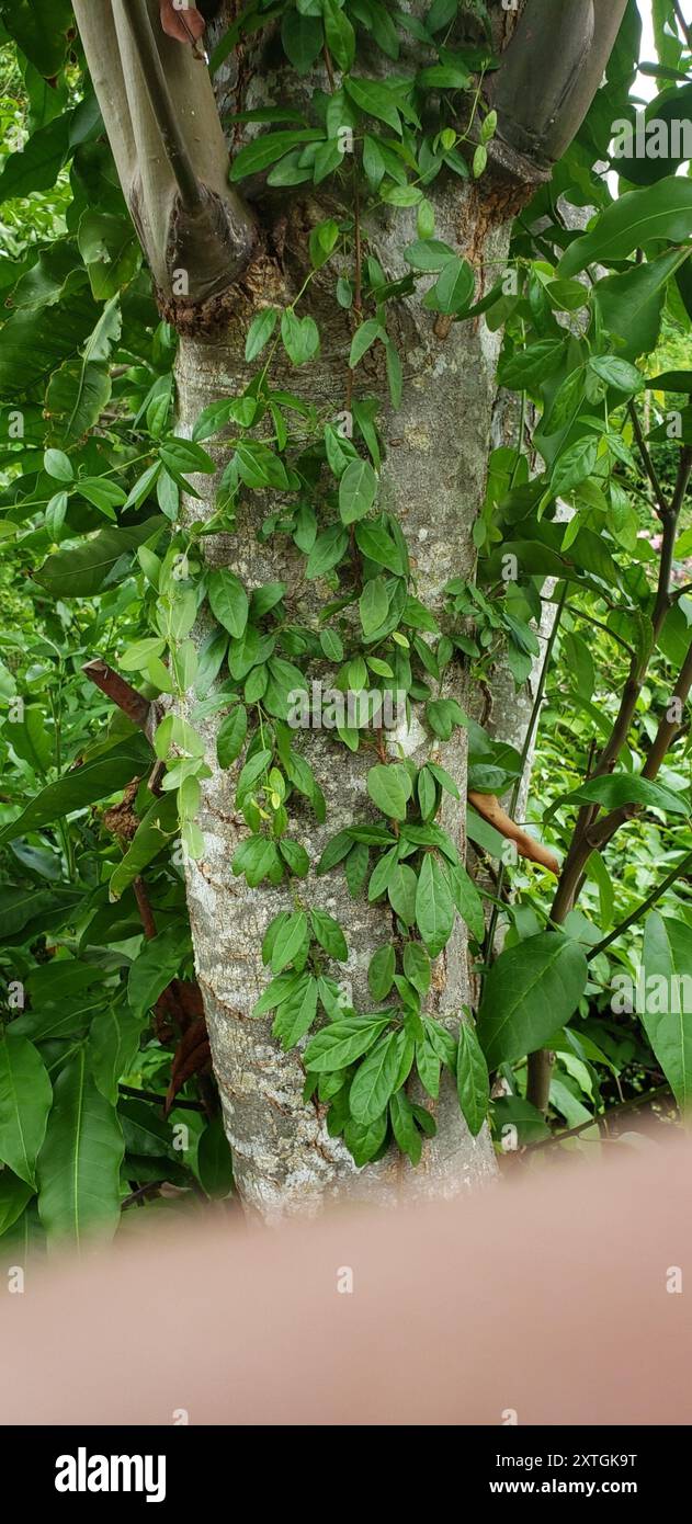 Catclaw vine (Dolichandra unguis-cati) Plantae Stock Photo - Alamy