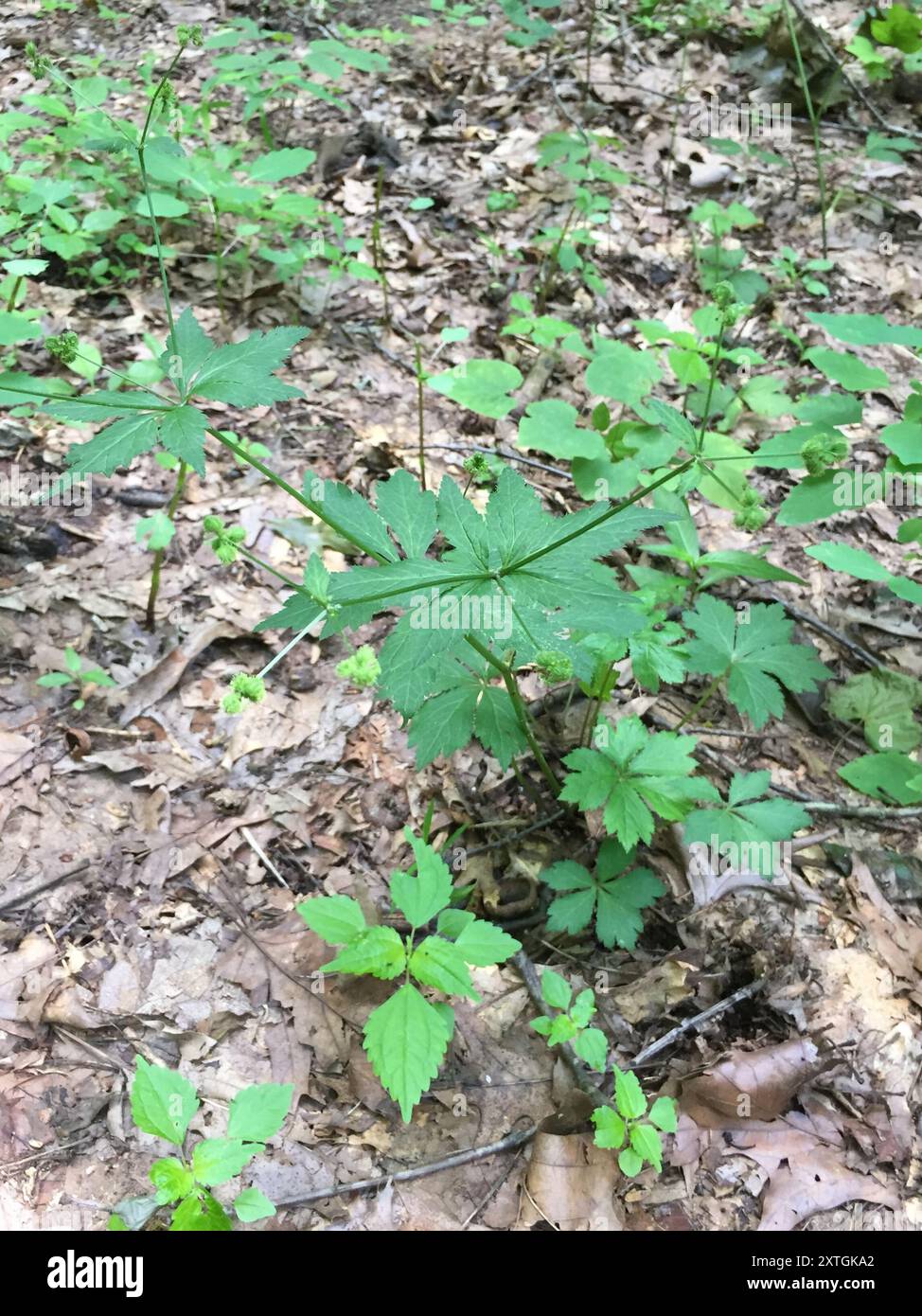 Black Snakeroot (Sanicula canadensis) Plantae Stock Photo - Alamy
