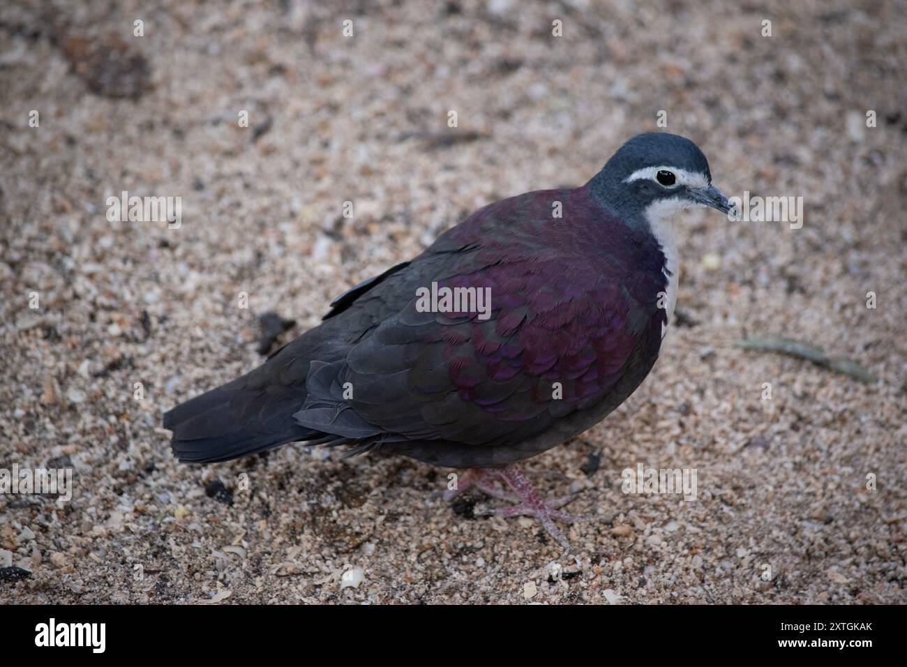 The white-breasted ground dove, white-bibbed ground dove, or purple ...