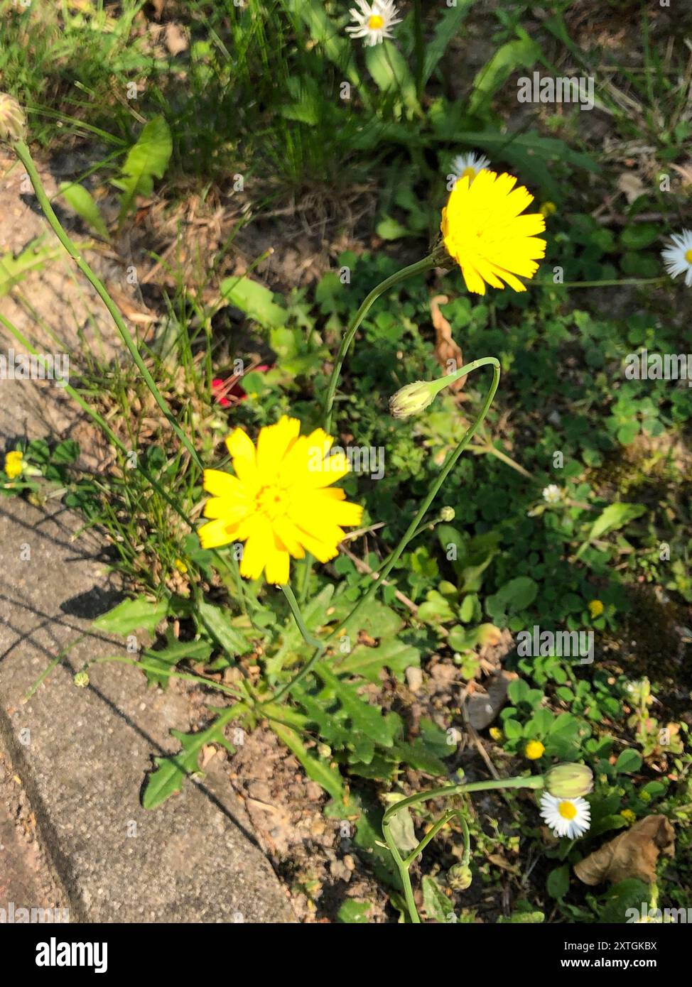 Common Cat's-ear (Hypochaeris radicata) Plantae Stock Photo - Alamy