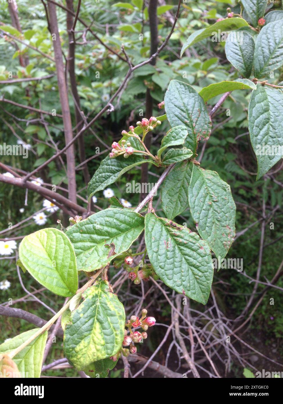 Cotoneasters (Cotoneaster) Plantae Stock Photo - Alamy