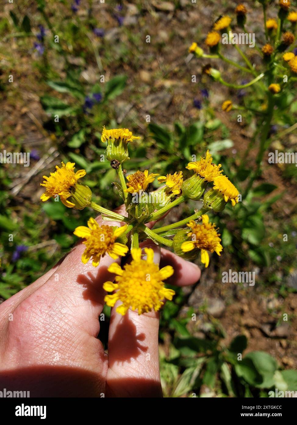 columbia ragwort (Senecio integerrimus exaltatus) Plantae Stock Photo ...