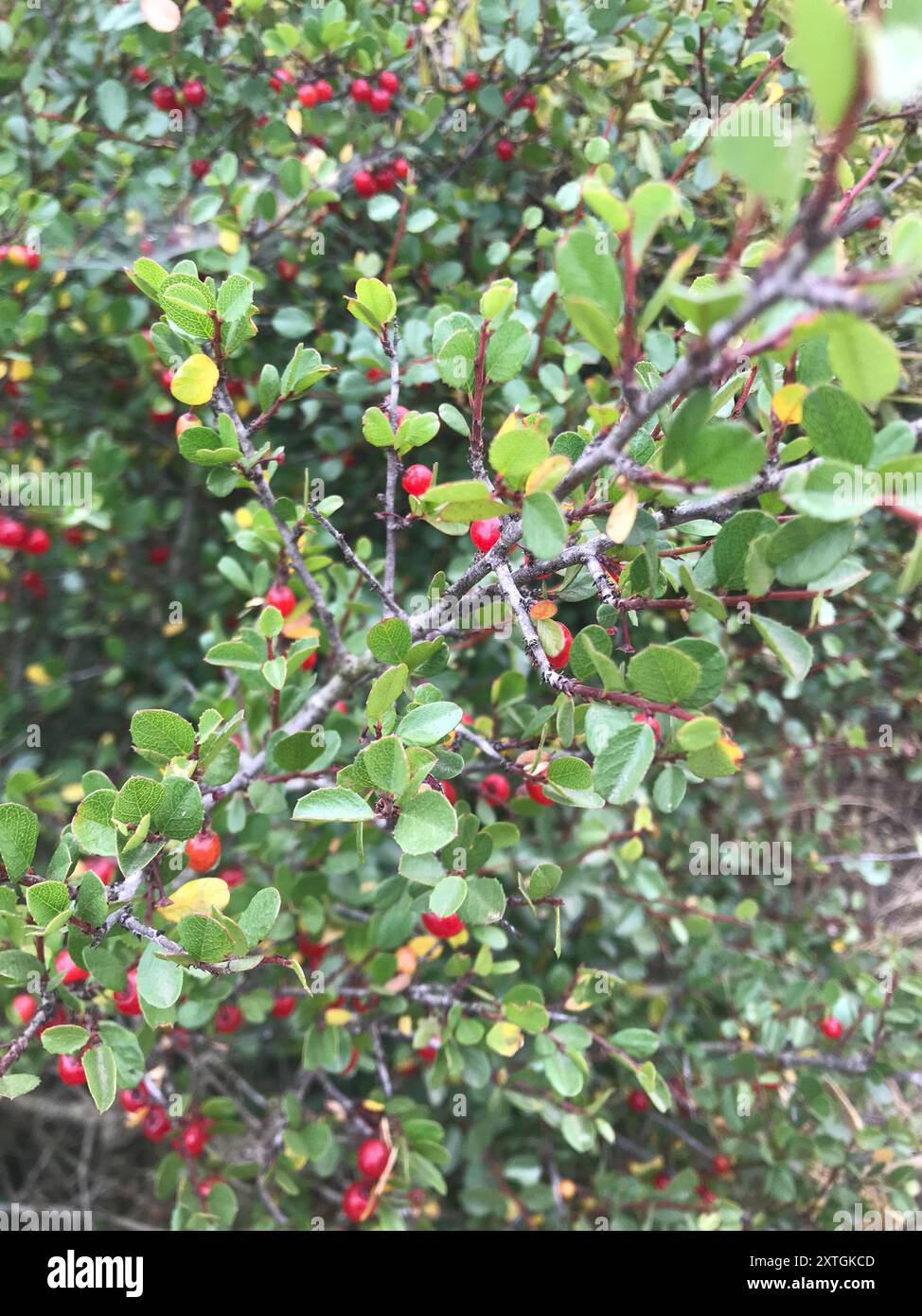 Redberry Buckthorn (Rhamnus crocea) Plantae Stock Photo - Alamy