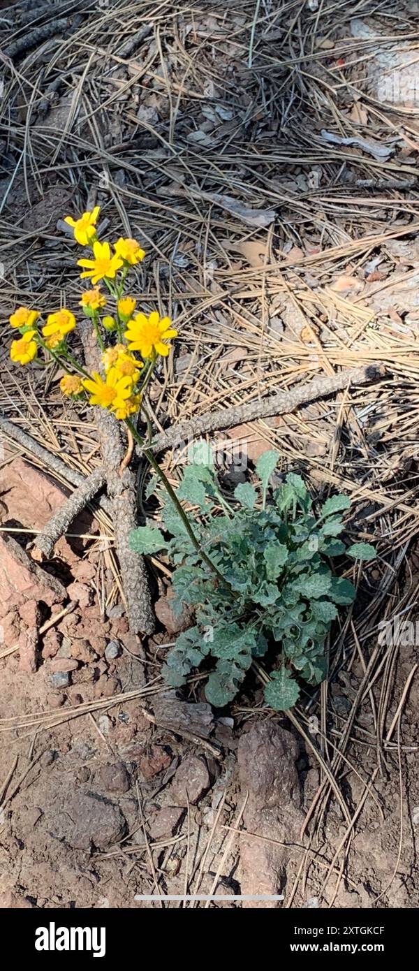 Lobeleaf Groundsel (Packera multilobata) Plantae Stock Photo - Alamy