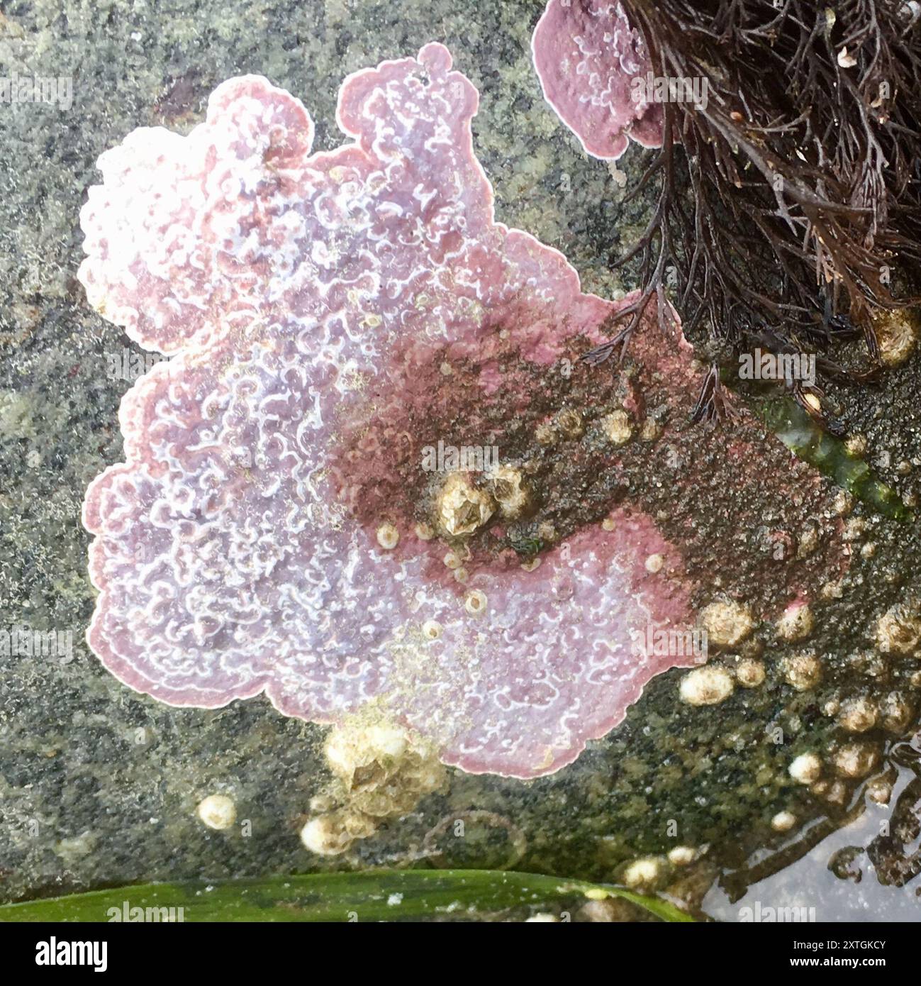 Crustose coralline algae (Lithothamnion) Plantae Stock Photo - Alamy