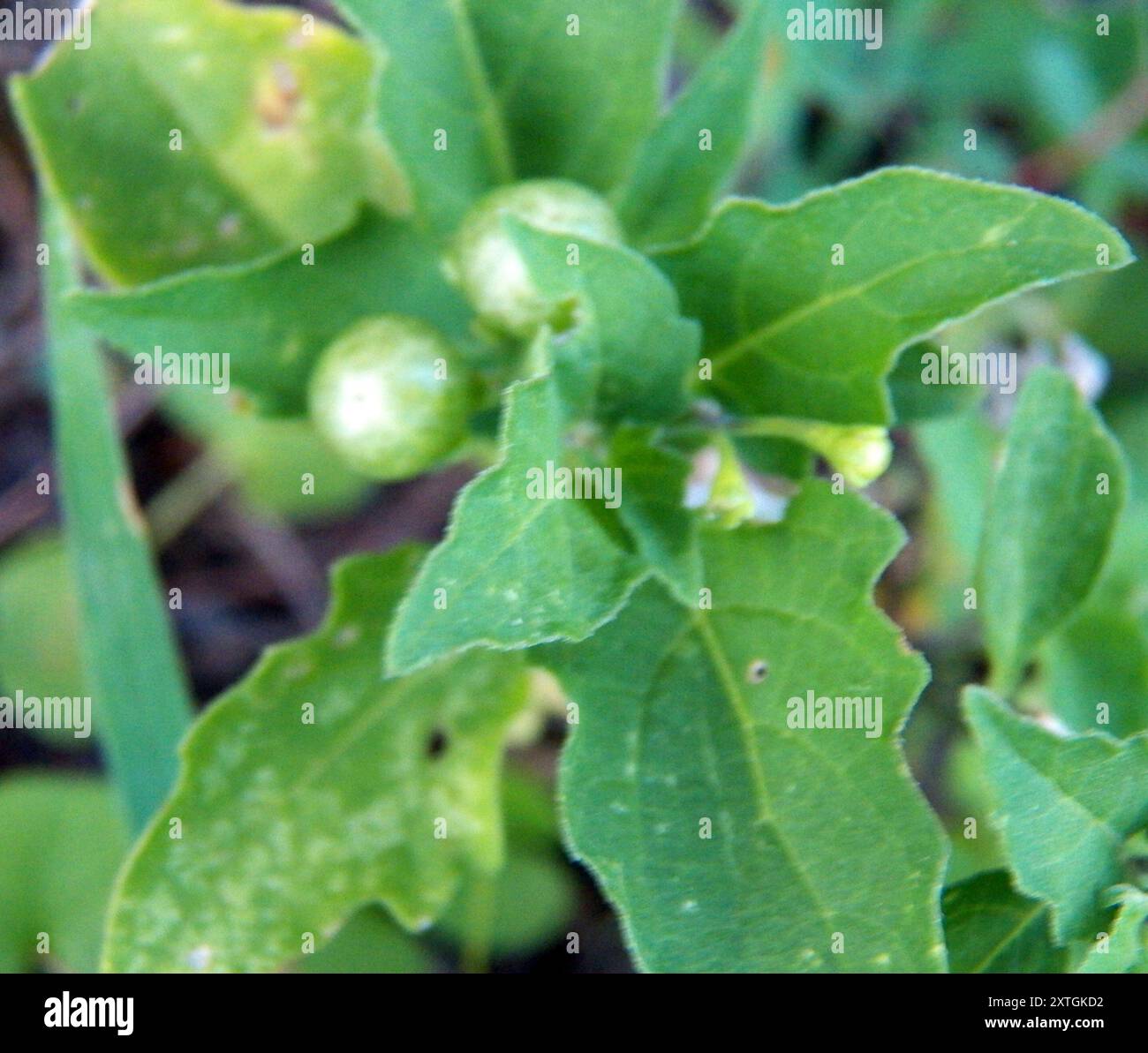 American black nightshade (Solanum americanum) Plantae Stock Photo - Alamy