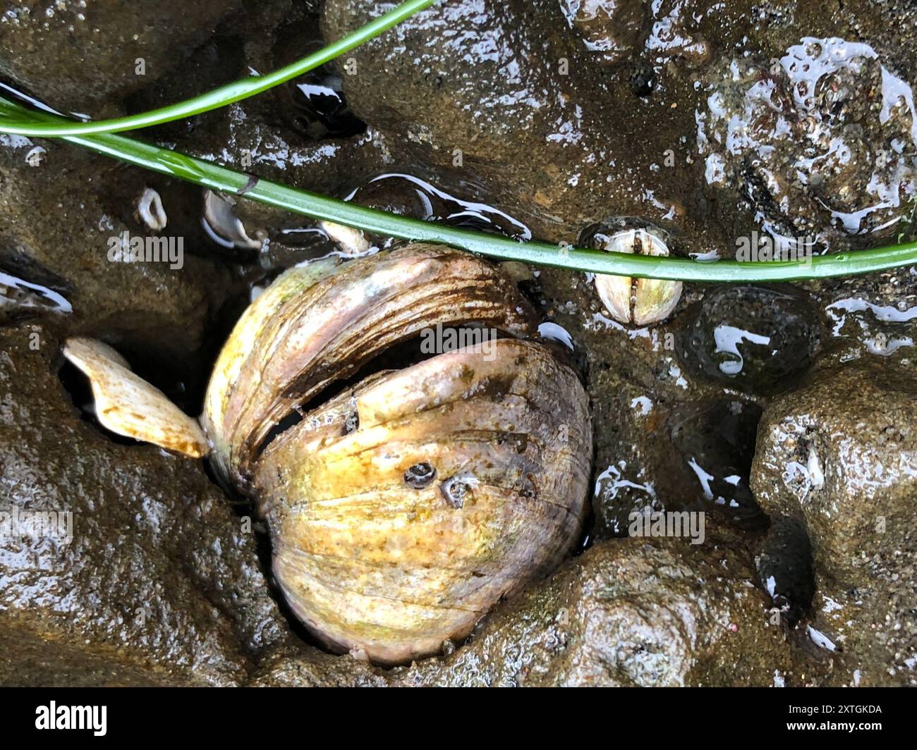 Hearty Petricola (Petricola carditoides) Mollusca Stock Photo - Alamy