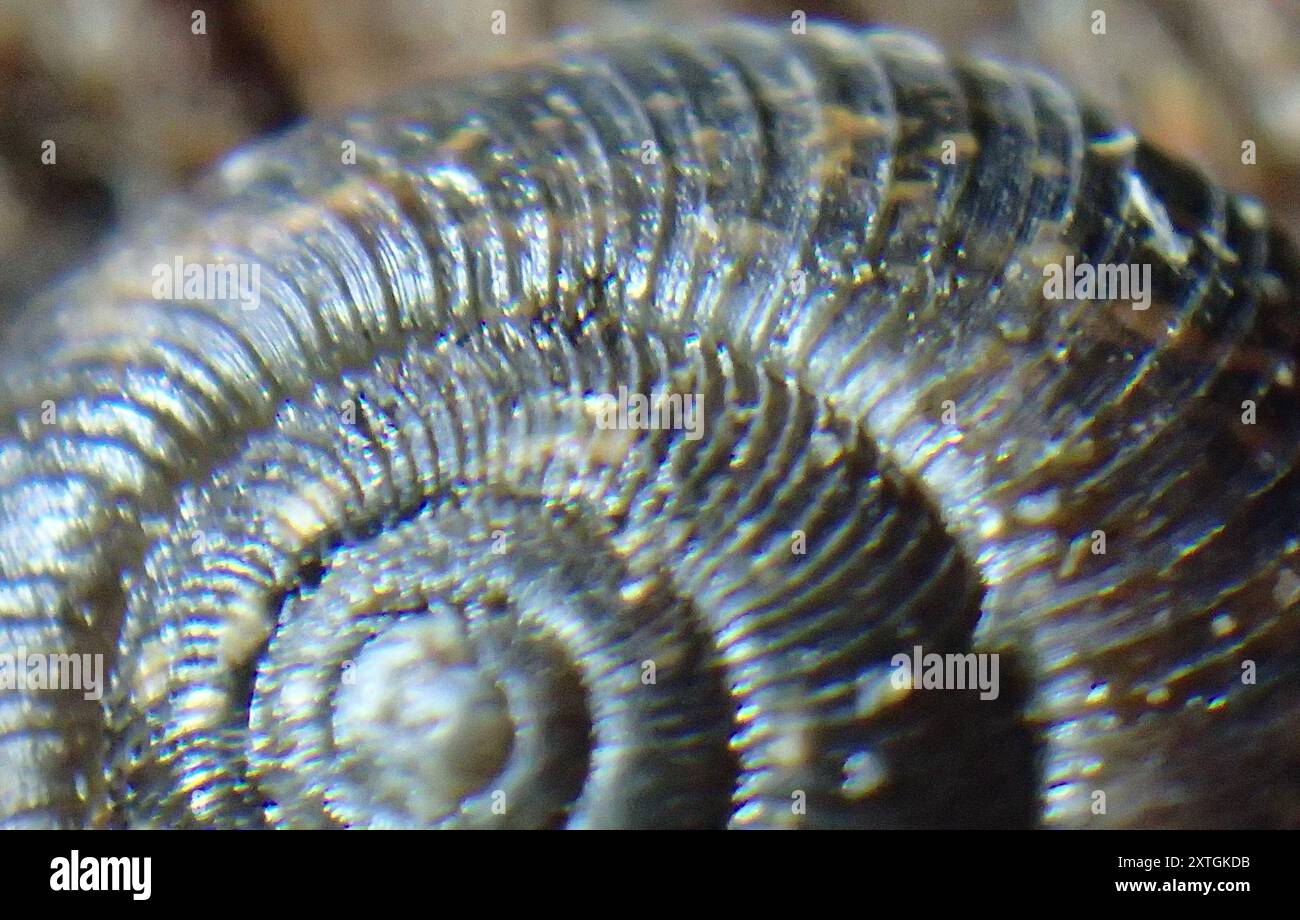 (Stenacapha hamiltoni) Mollusca Stock Photo - Alamy