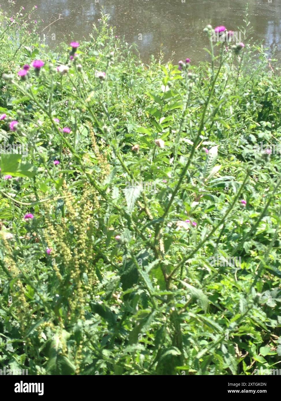 Welted Thistle (Carduus crispus) Plantae Stock Photo - Alamy