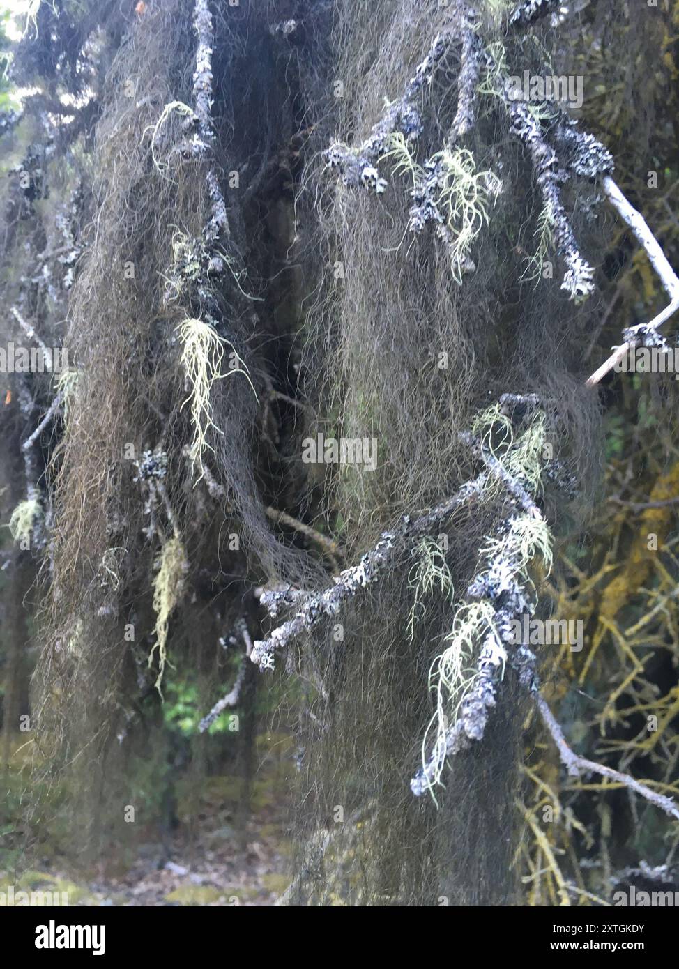 Horsehair Lichens (Bryoria) Fungi Stock Photo - Alamy