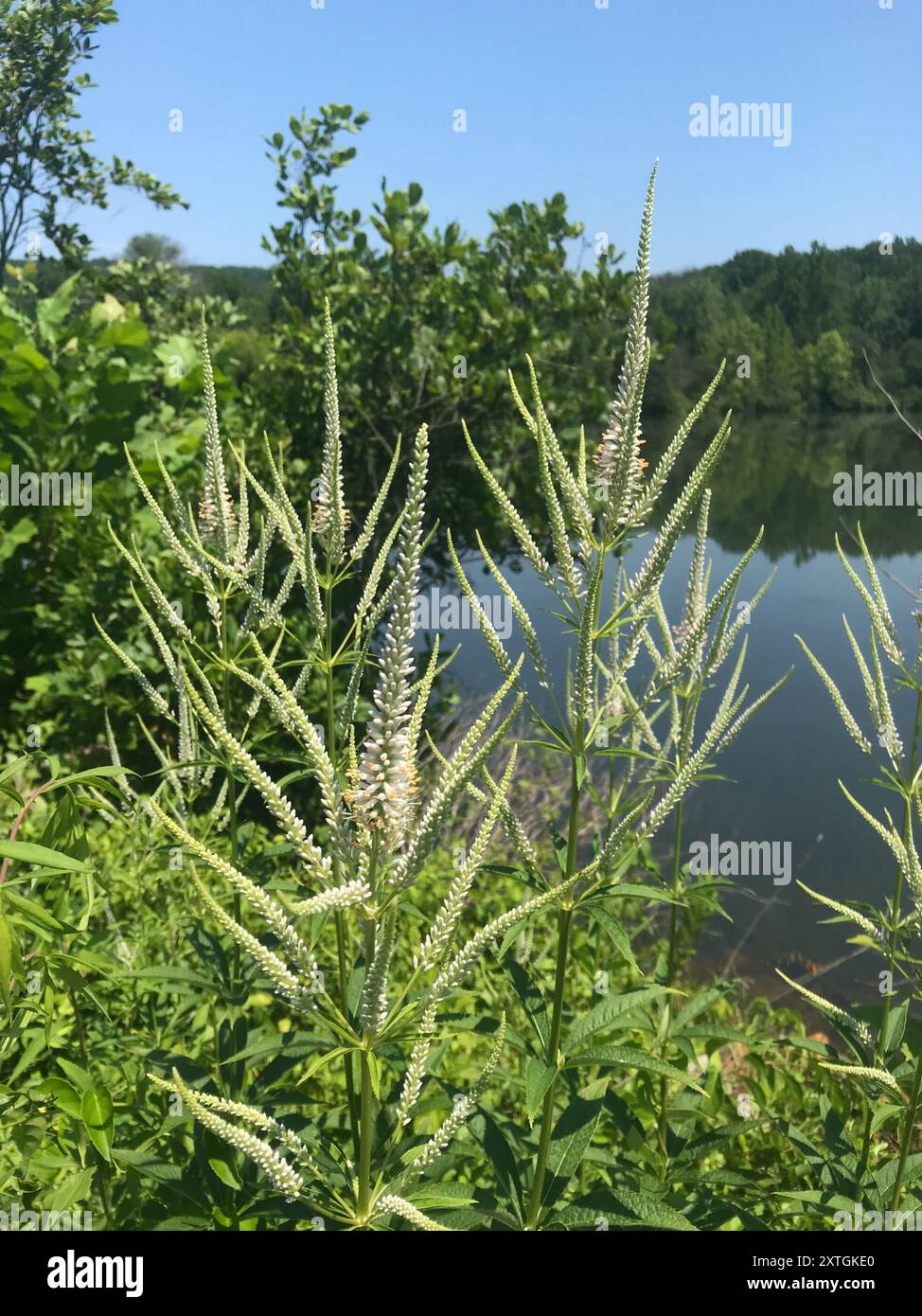 Culver's root (Veronicastrum virginicum) Plantae Stock Photo - Alamy