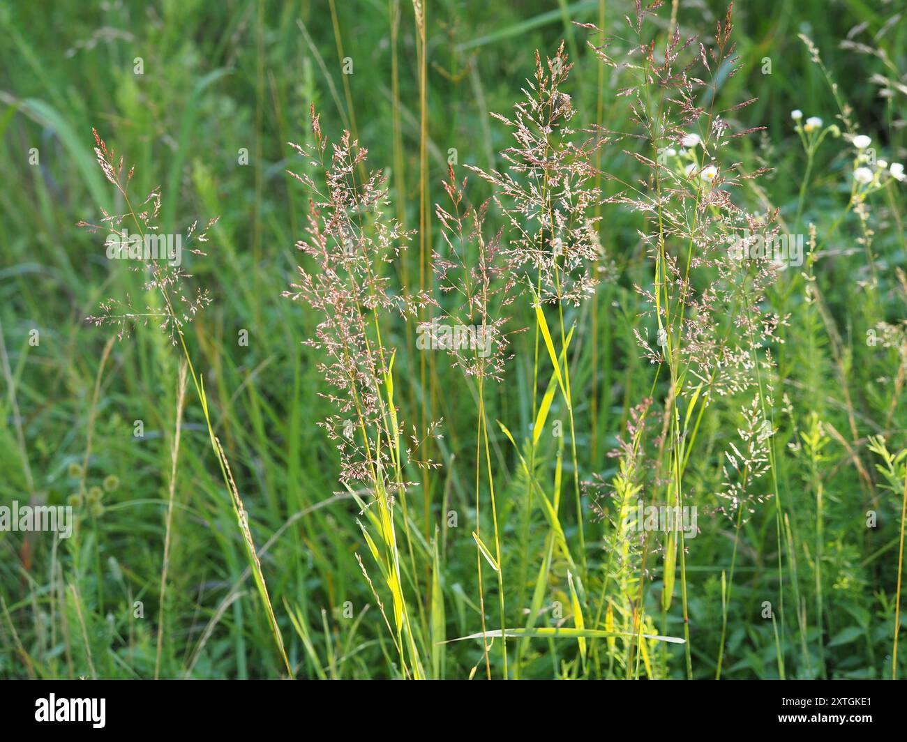 grasses (Poaceae) Plantae Stock Photo - Alamy