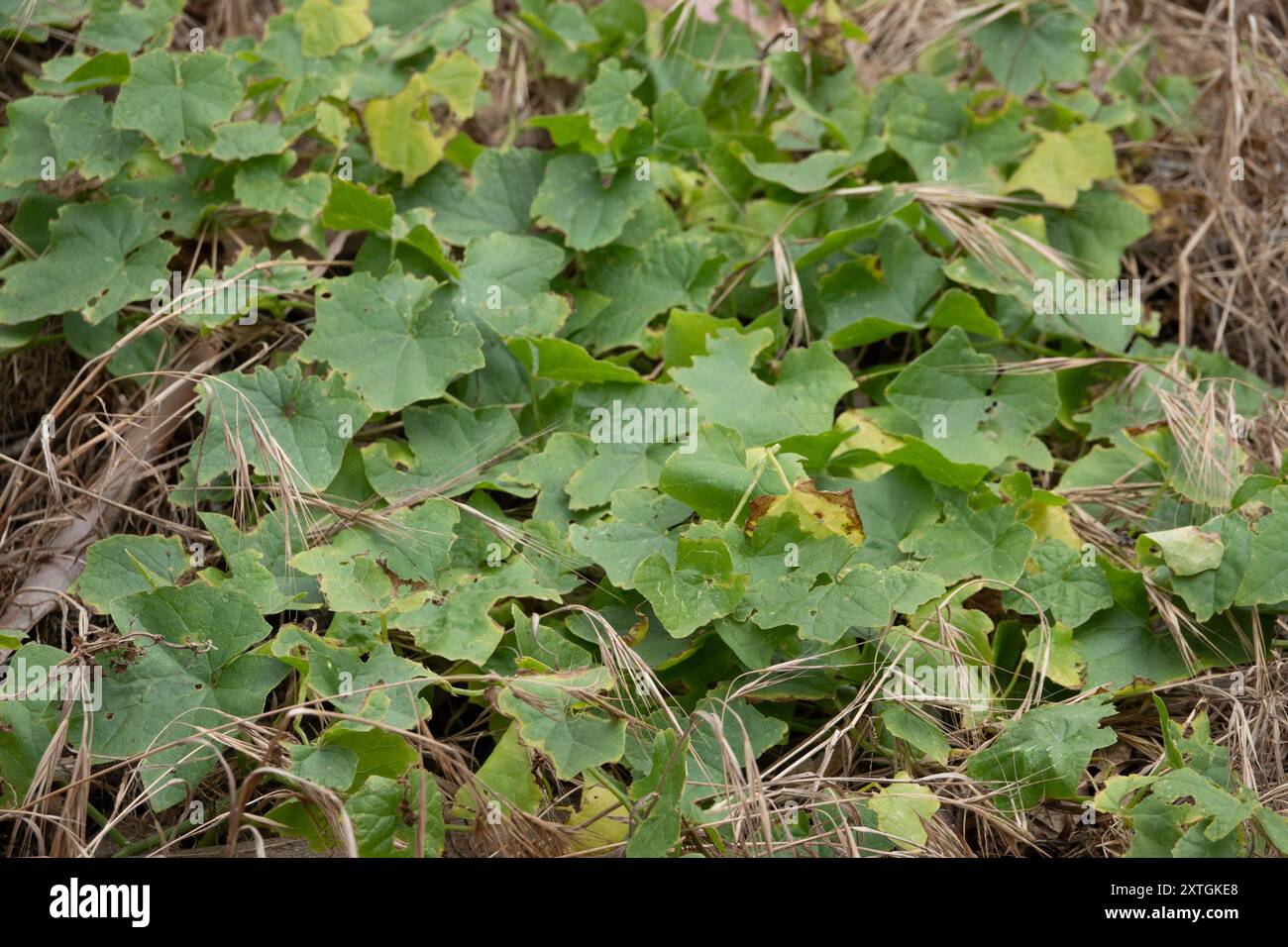 California manroot (Marah fabacea) Plantae Stock Photo - Alamy