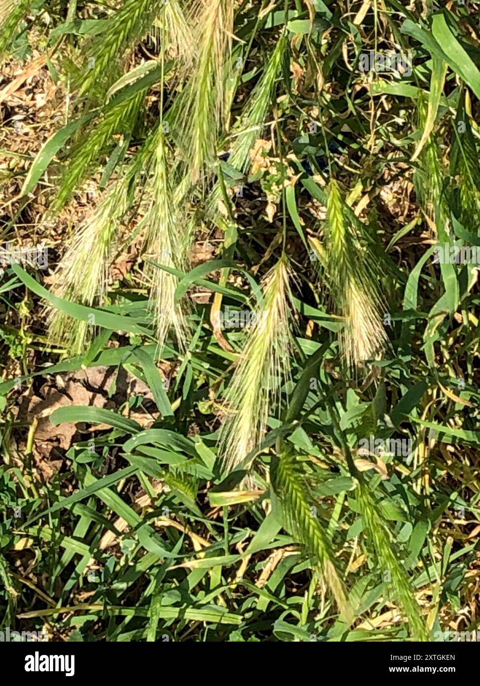 wall barley (Hordeum murinum) Plantae Stock Photo - Alamy