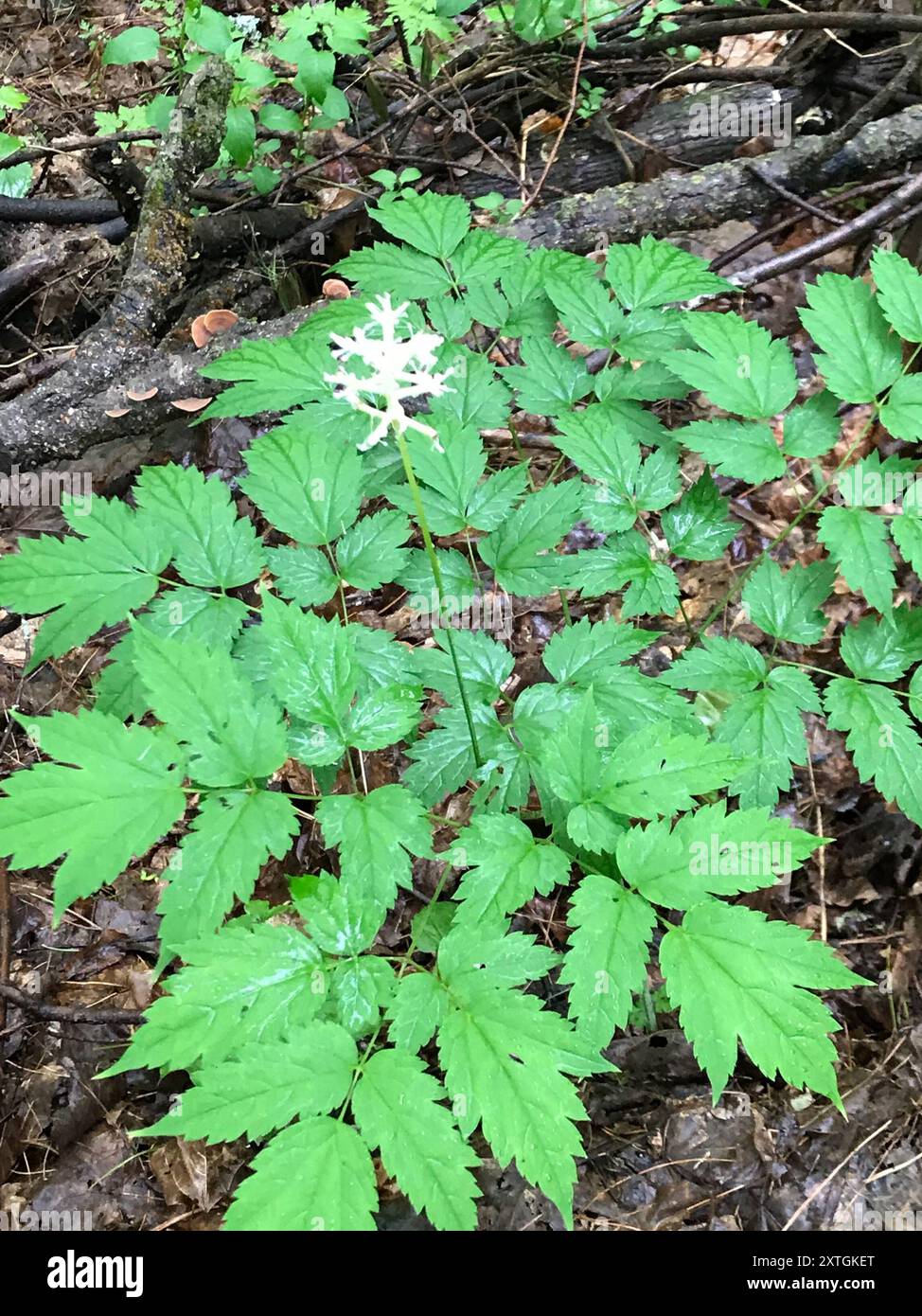 white baneberry (Actaea pachypoda) Plantae Stock Photo - Alamy