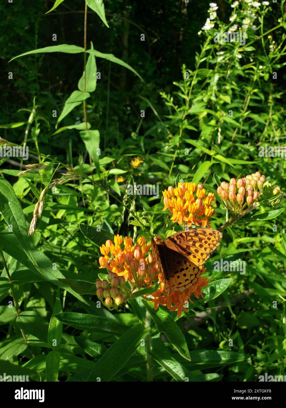 butterfly milkweed (Asclepias tuberosa) Plantae Stock Photo - Alamy