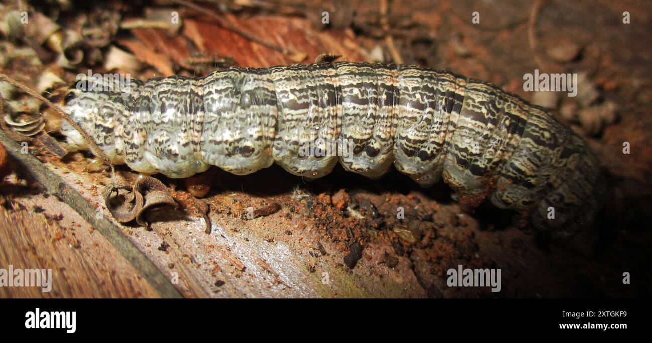 Geometer Moths (Geometridae) Insecta Stock Photo - Alamy