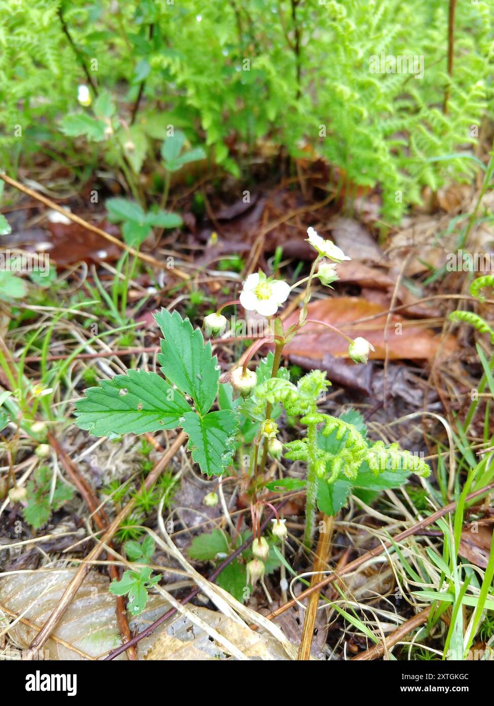 Virginia strawberry (Fragaria virginiana) Plantae Stock Photo - Alamy