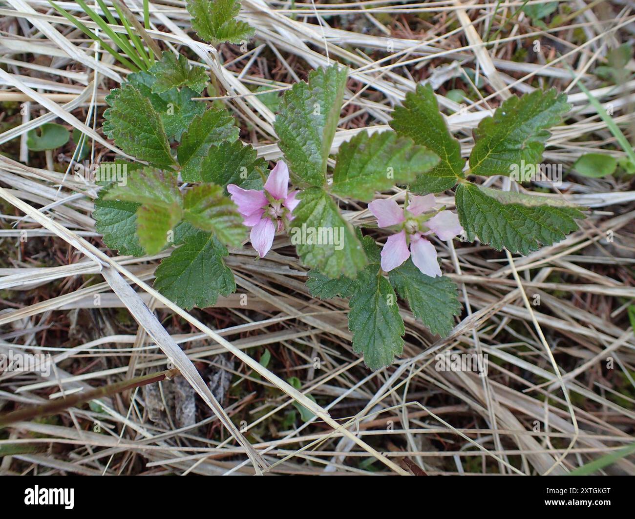 (Rubus arcticus acaulis) Plantae Stock Photo - Alamy