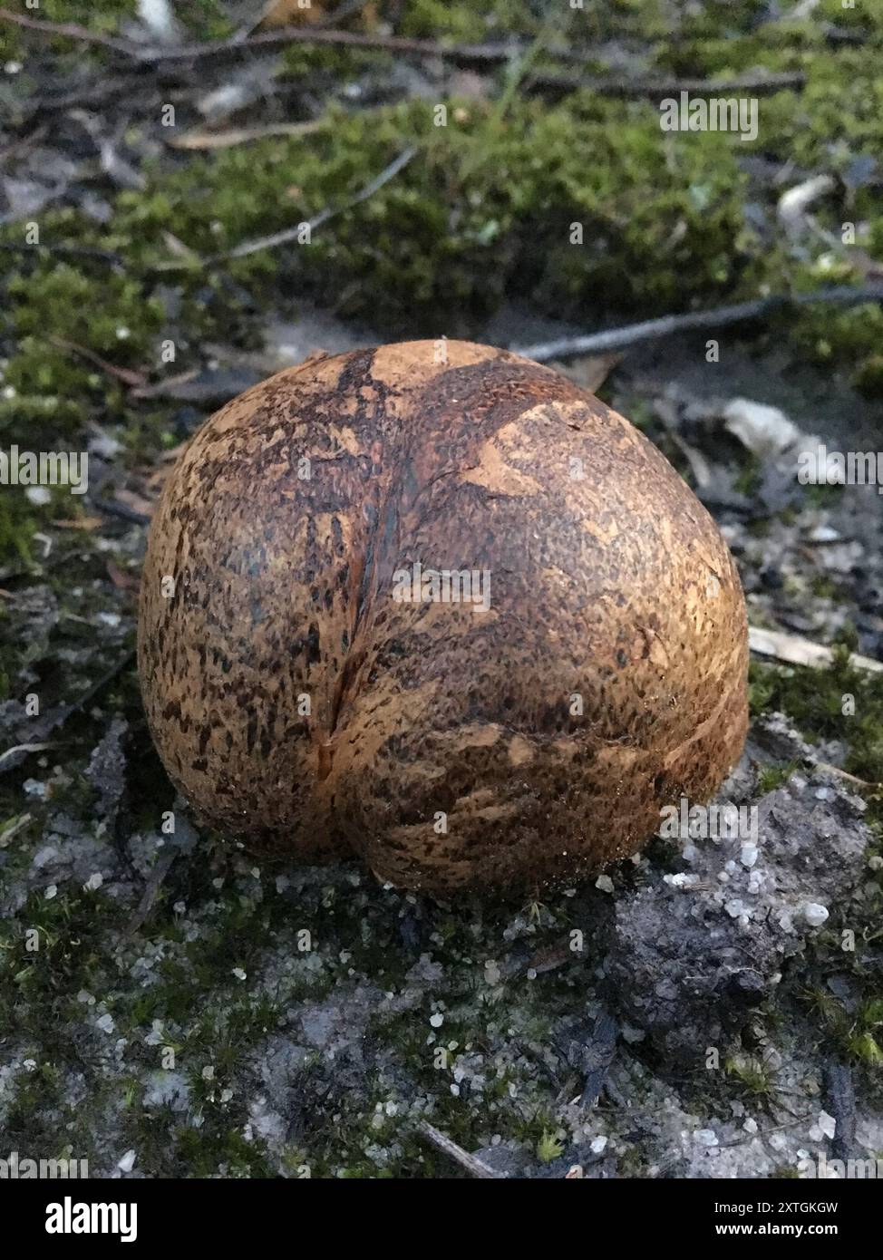 Dyeball (Pisolithus arhizus) Fungi Stock Photo - Alamy