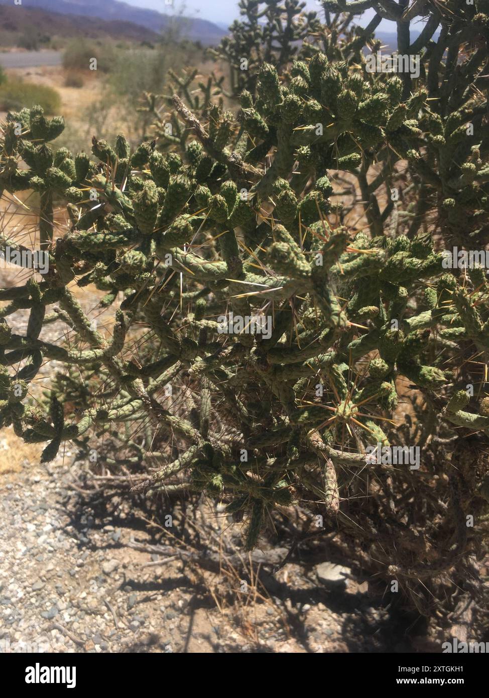 Branched Pencil Cholla (Cylindropuntia ramosissima) Plantae Stock Photo ...