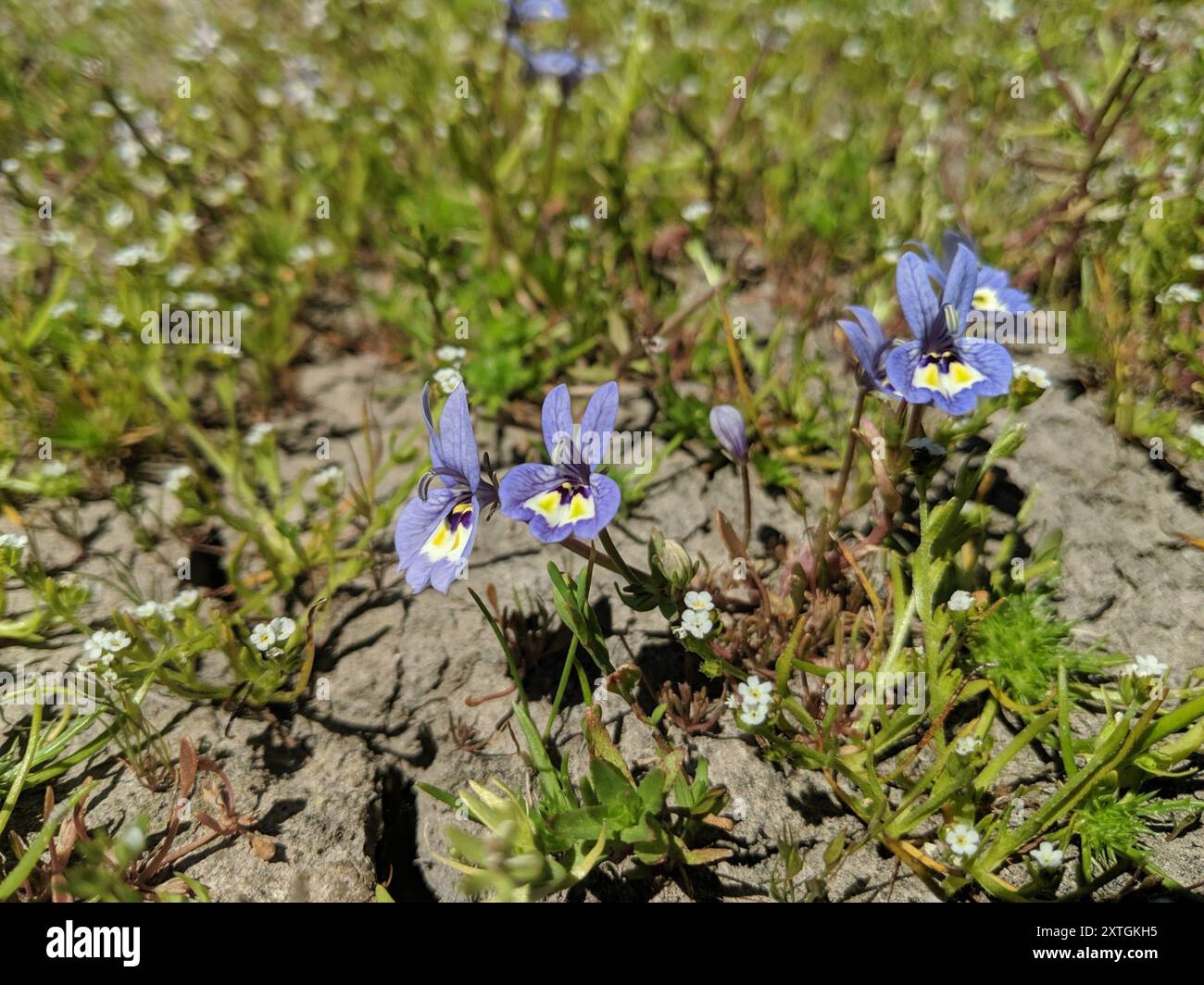 harlequin calicoflower (Downingia insignis) Plantae Stock Photo - Alamy