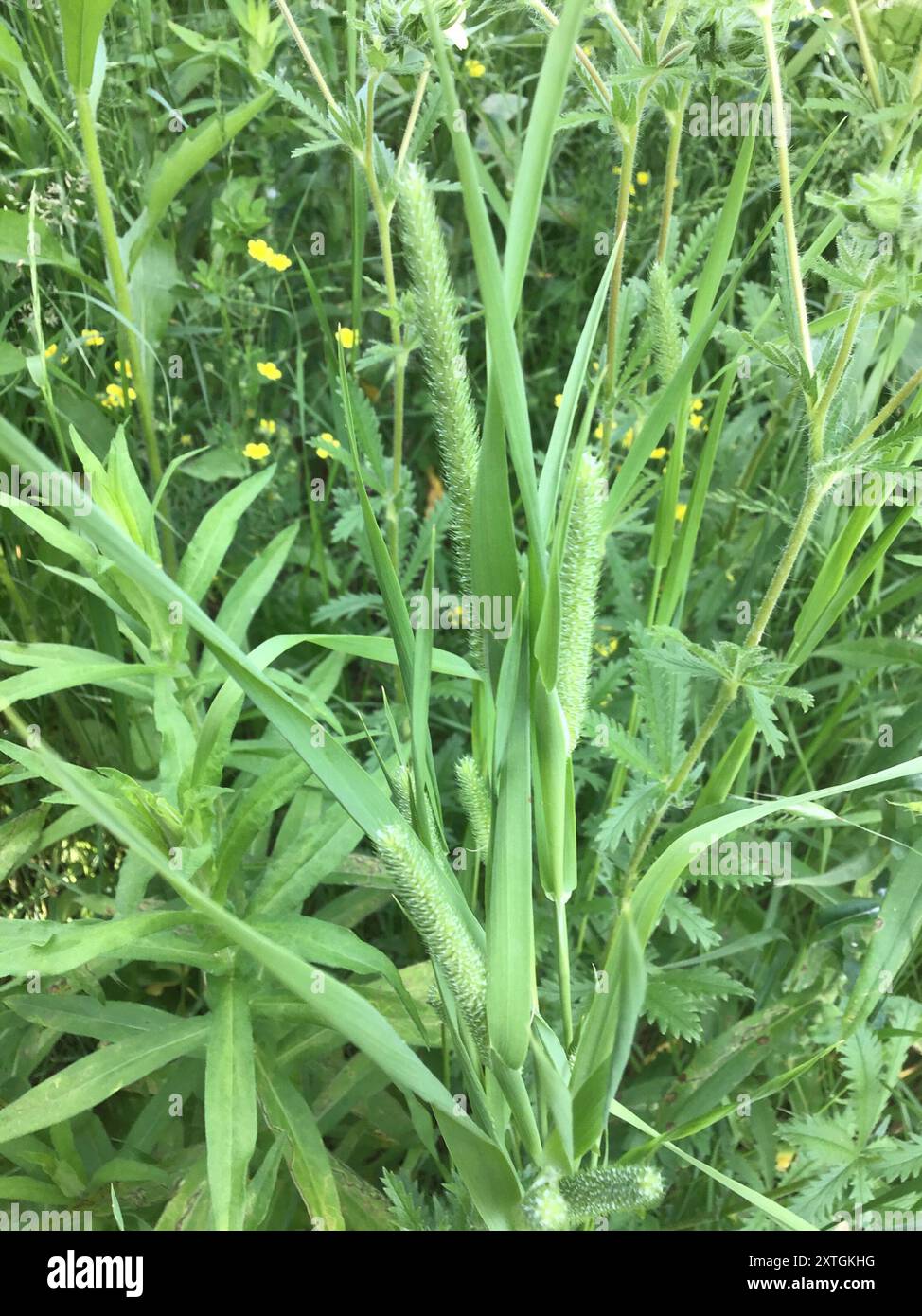 Timothy grass (Phleum pratense) Plantae Stock Photo - Alamy