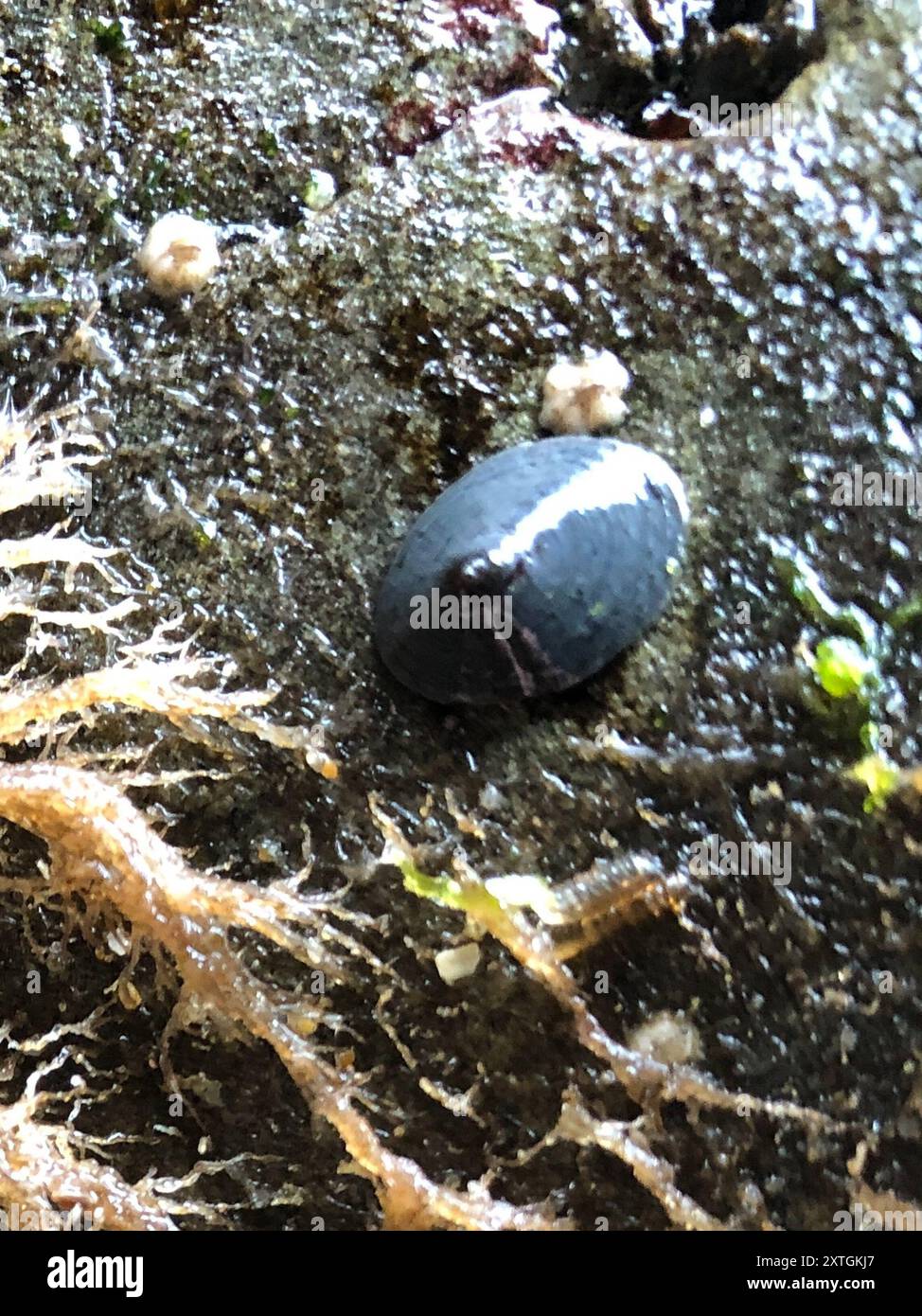 True Limpets (Patellogastropoda) Mollusca Stock Photo - Alamy