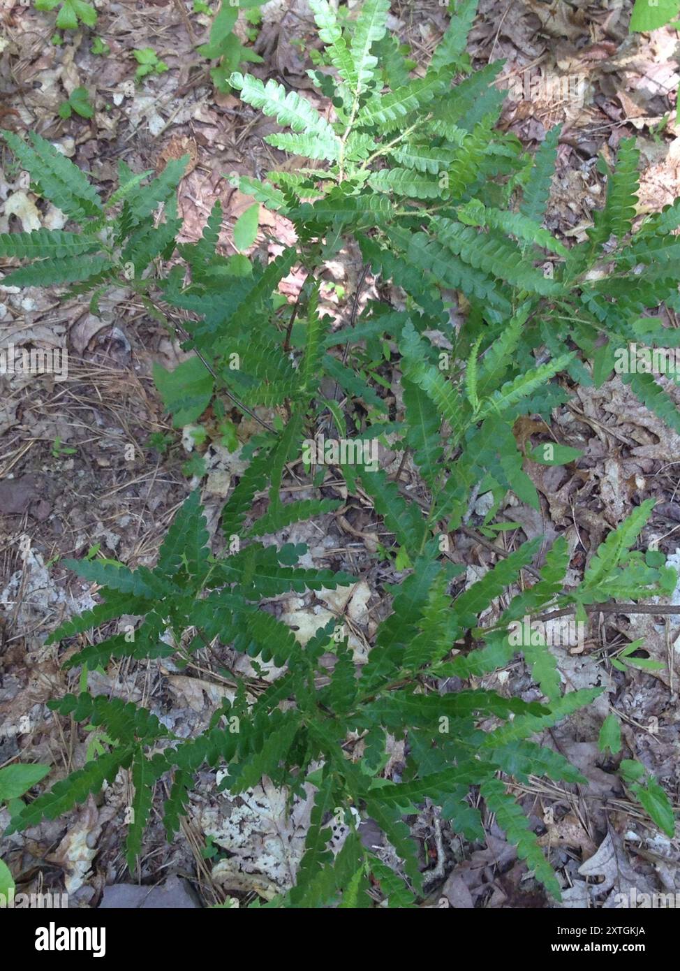 sweetfern (Comptonia peregrina) Plantae Stock Photo - Alamy