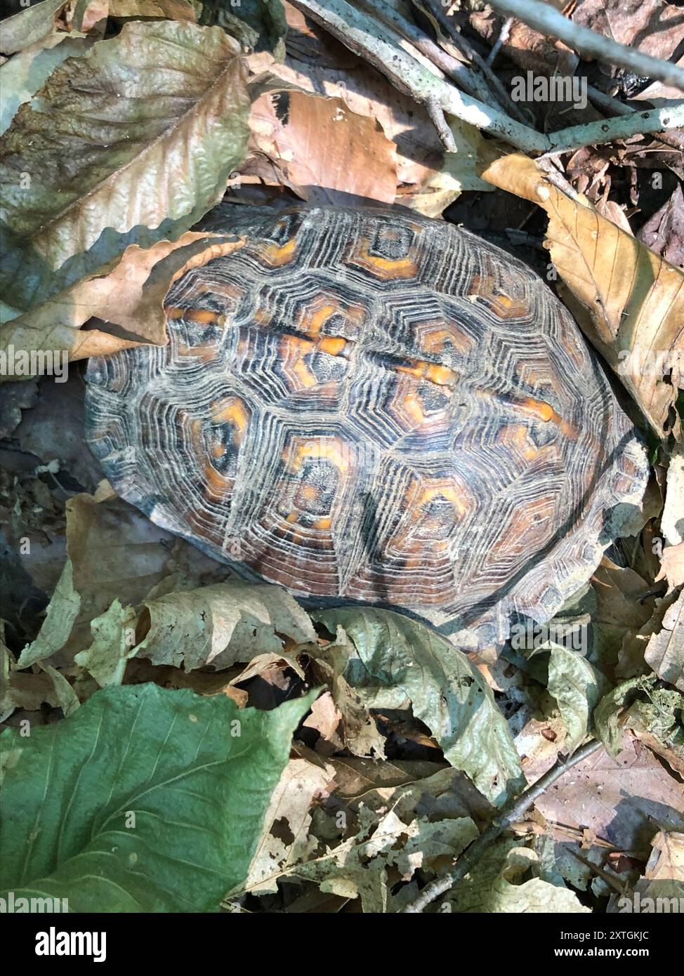 Eastern Box Turtle (Terrapene carolina carolina) Reptilia Stock Photo ...