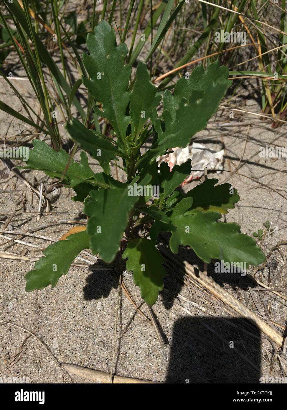 American searocket (Cakile edentula) Plantae Stock Photo - Alamy