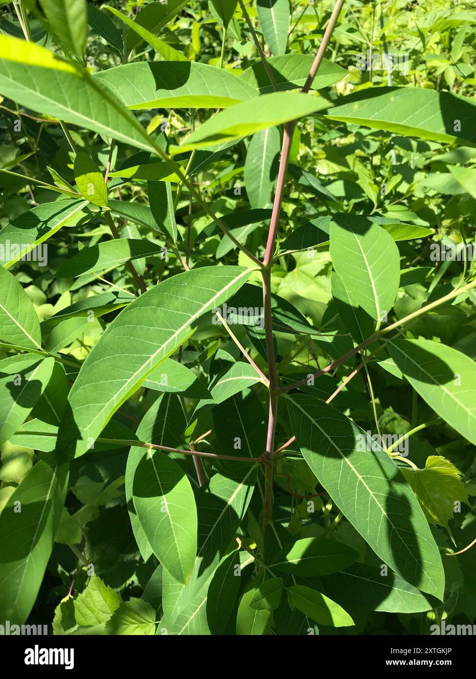 hemp dogbane (Apocynum cannabinum) Plantae Stock Photo - Alamy