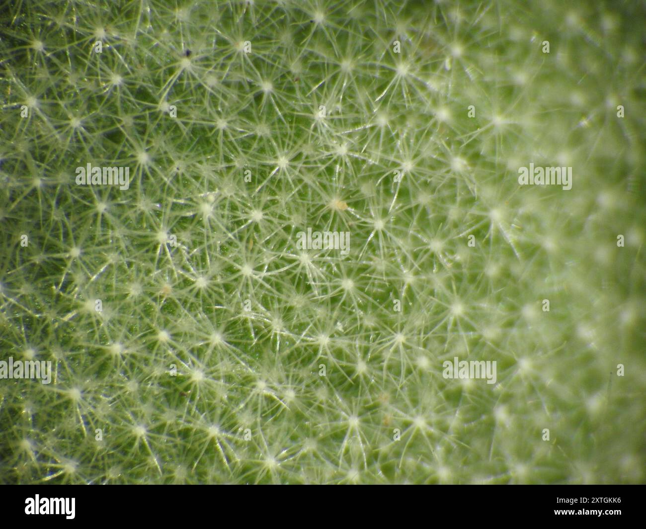 turkey mullein (Croton setiger) Plantae Stock Photo - Alamy