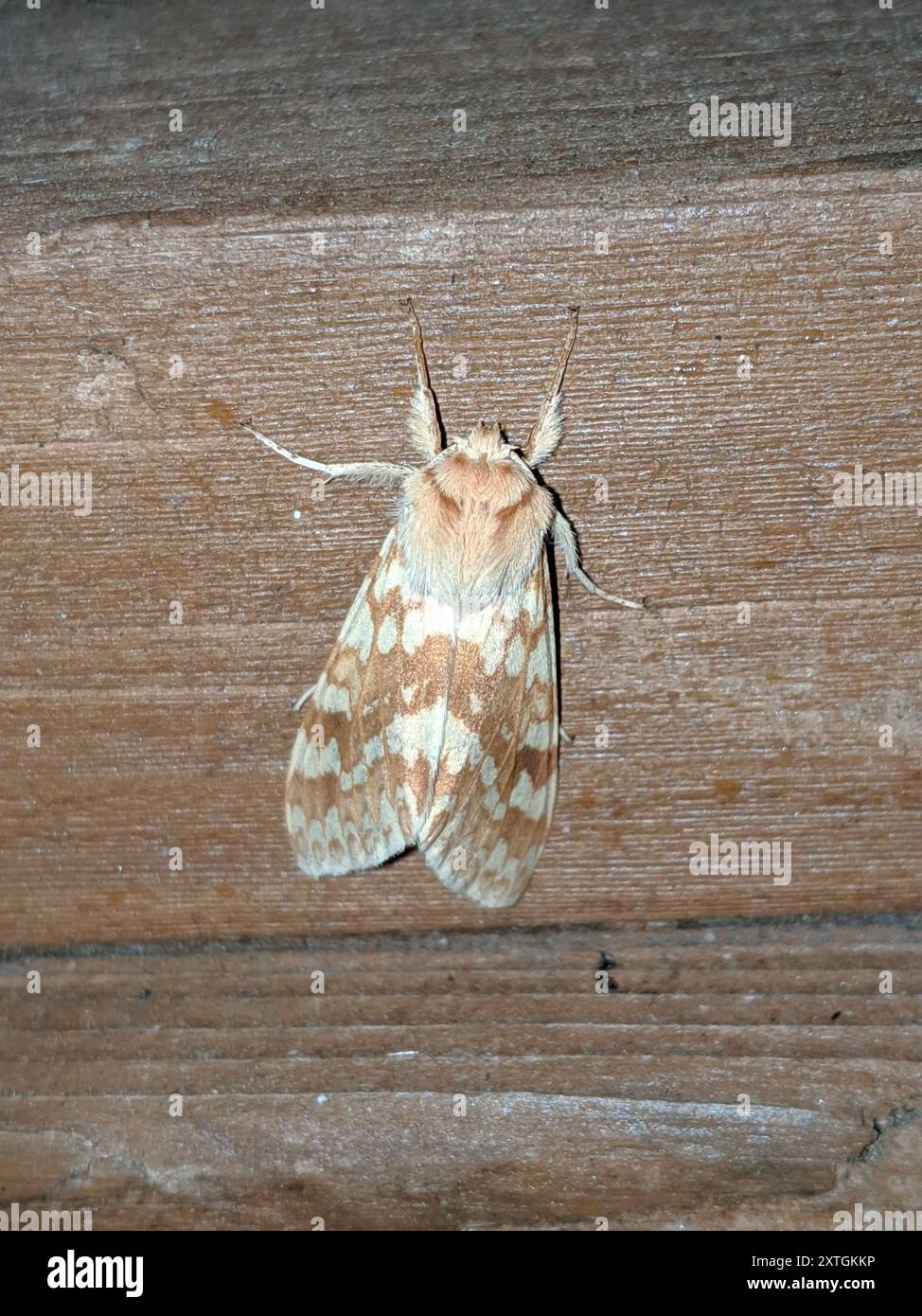 Spotted Tussock Moth (Lophocampa maculata) Insecta Stock Photo - Alamy